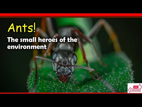 Ants and the environment #ANT #ants #insect #Canada #nature