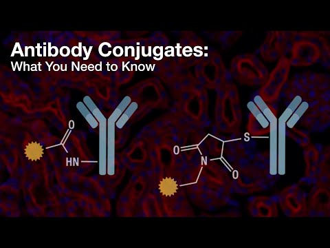 Antibody Conjugates: What You Need to Know | CST Tech Tips