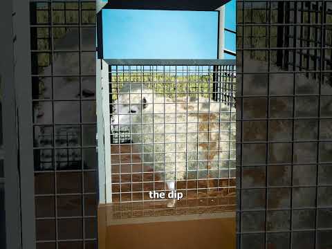 How A Sheep Dipper Works ๐ค
