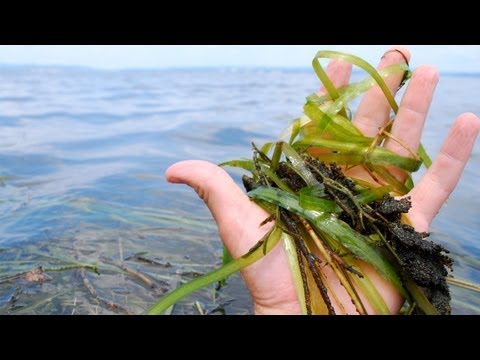 Bay 101: Bay Grasses