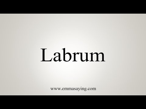How To Say Labrum