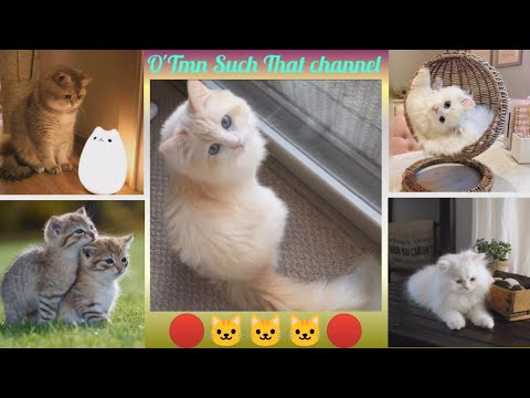 Cute cats images, Whatsapp dp Wallpaper photo, DP status, Latest cat wallpaper, Cute cat pictures