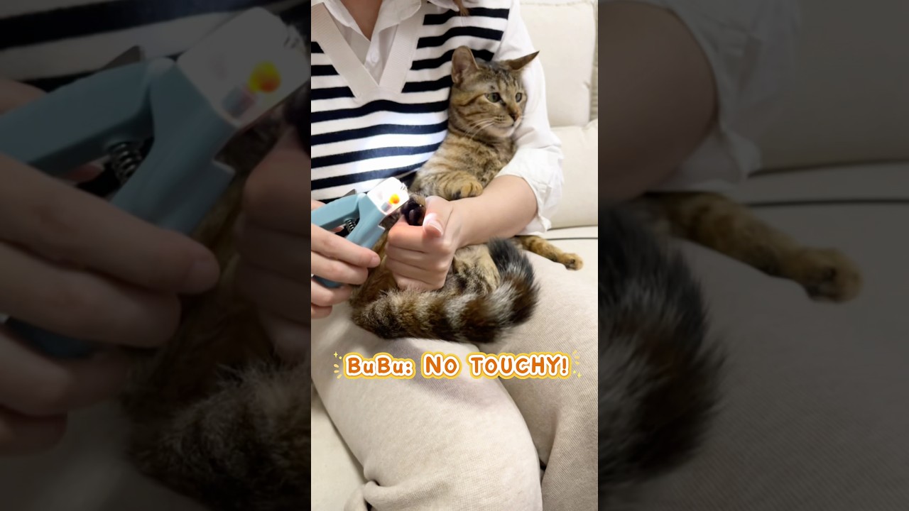 Bribery works EVERY time 🤝😹 贿赂每次都管用#goldendragonli #funnycats#cattreats #shorts