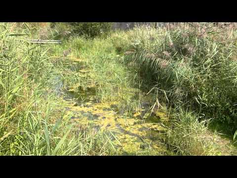 L’ile marante à Colombes | triton95