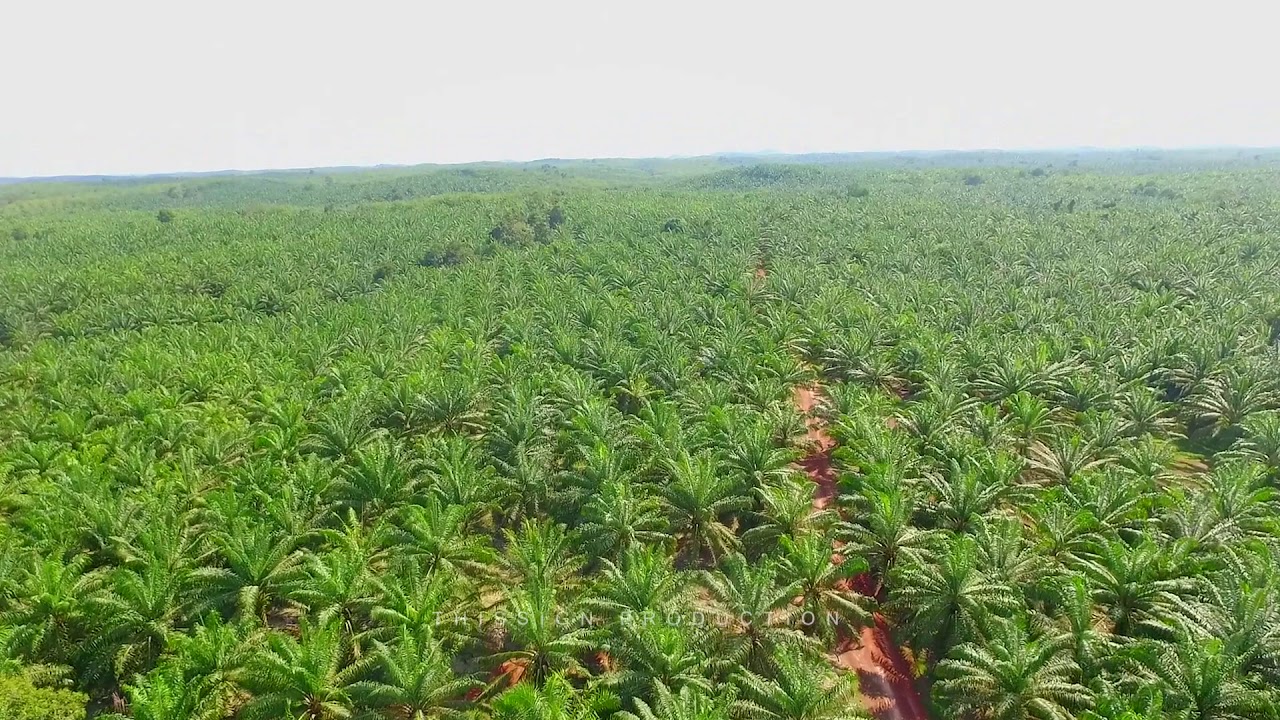 stock footage video Palm Oil Tree Malaysia