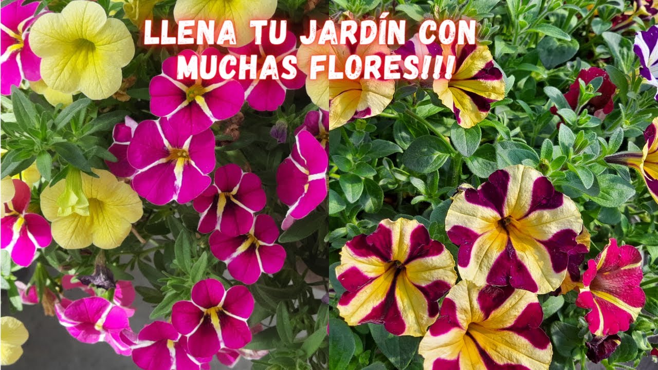 Los CUIDADOS mas EFICIENTES De La JARDINERIA para LLENAR tus PETUNIAS de MUCHAS FLORES