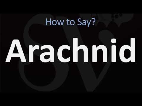 How to Pronounce Arachnid? (CORRECTLY)
