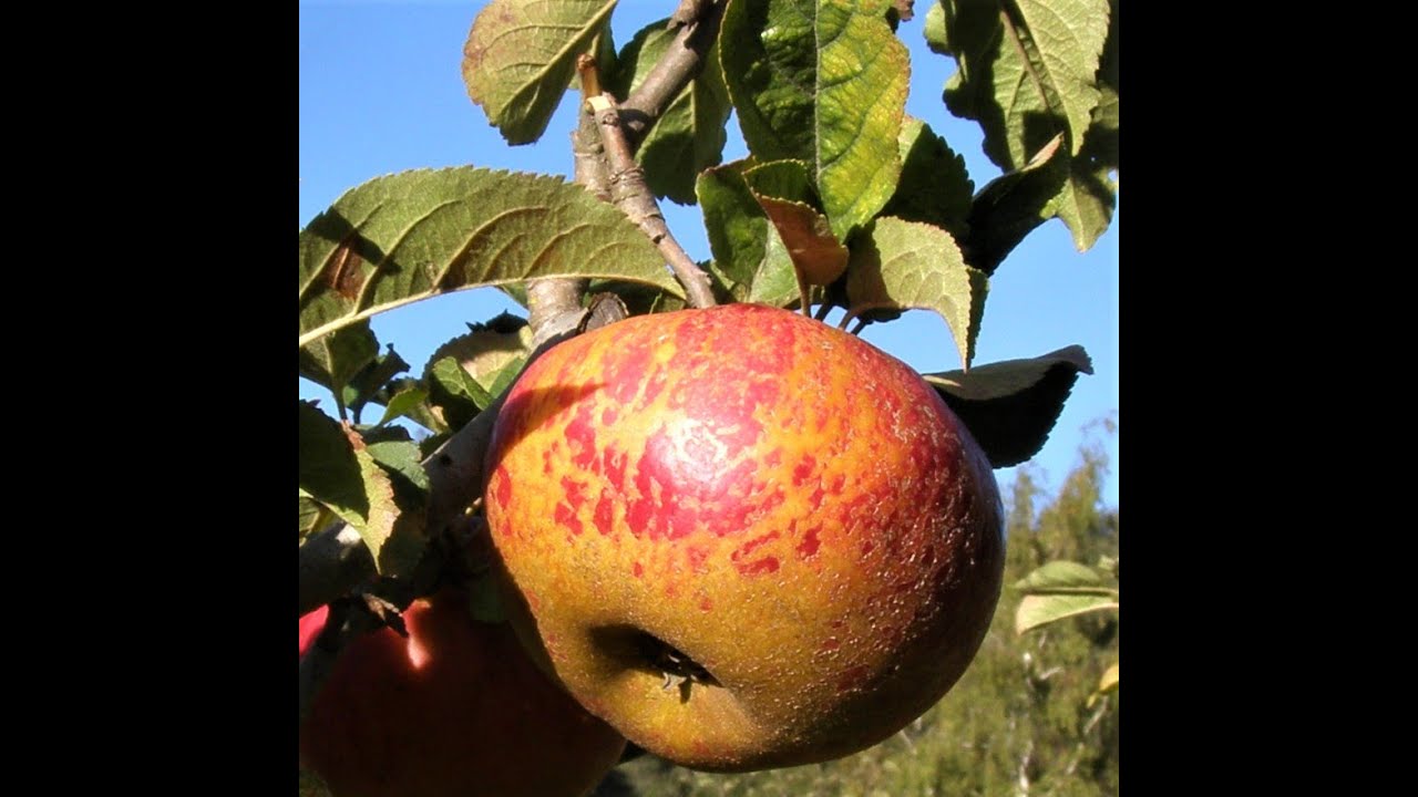 Local Apples Highlighted in Radio Interview | California Rare Fruit Growers