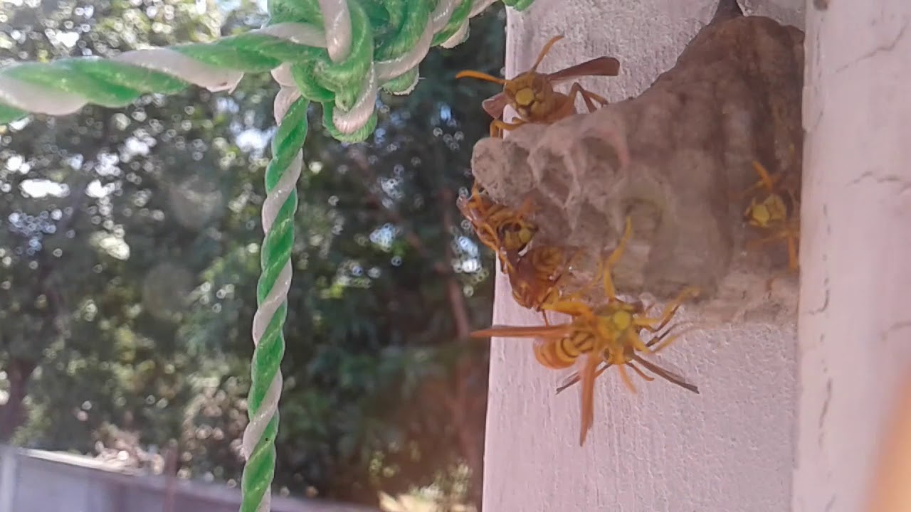 Messing with executioner wasps!!!
