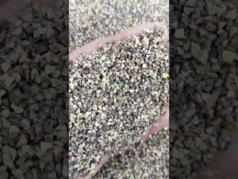 Shivlingi Seeds - Shivlingi Beej Latest Price, Manufacturers & Suppliers