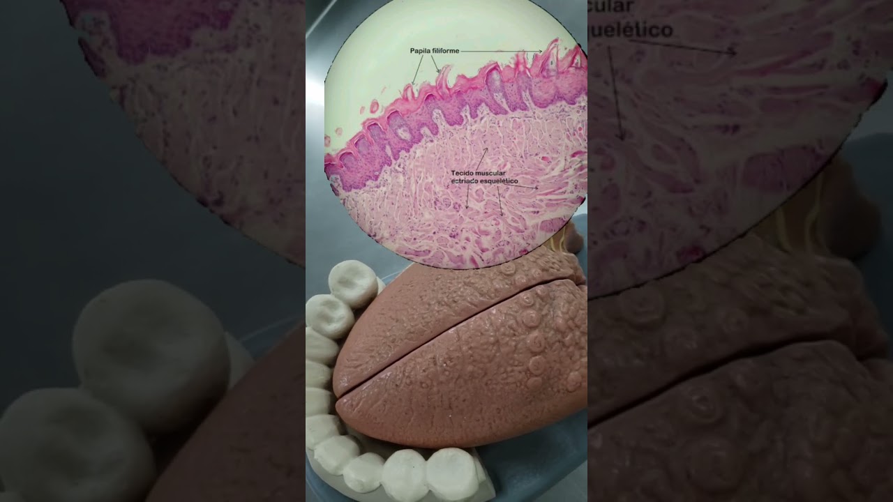How do I taste? Let's talk about taste buds #anatomy #sensory