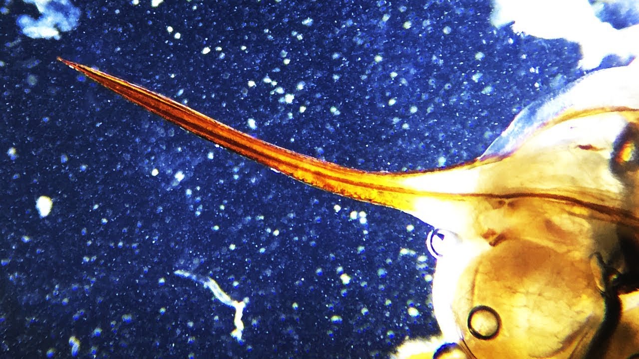 Yellowjacket Wasp Stinger under Microscope