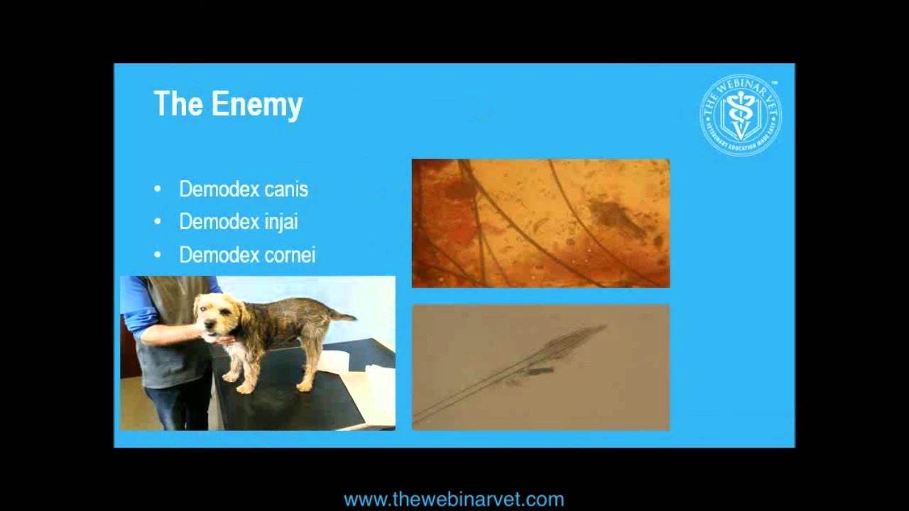 An update on demodicosis