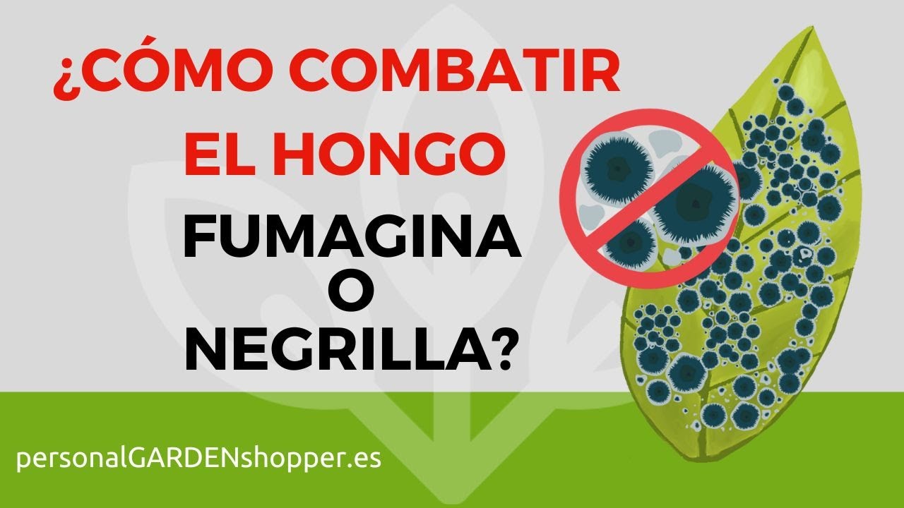 Cómo combatir el hongo Fumagina o Negrilla | Plantas