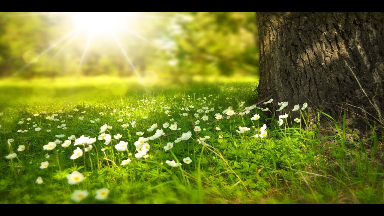 Simple Beauty - Modern Classical Guitar Music