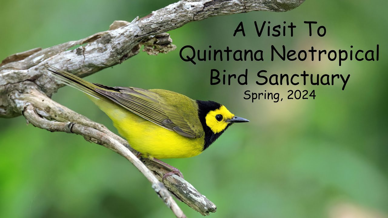 A Visit To Quintana Neotropical Bird Sanctuary:  Spring Migration, April 2024