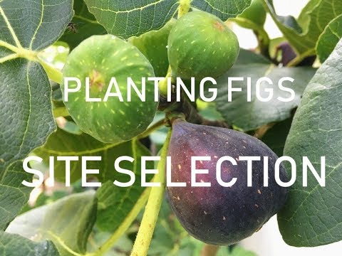 Fig Tree Growing Zones : Top Picked from our Experts