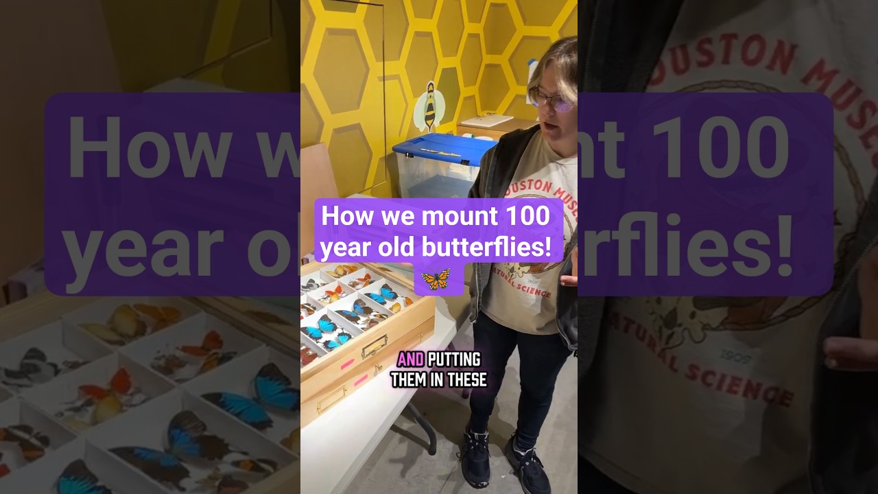 Spreading and mounting 100 year old butterflies 🦋