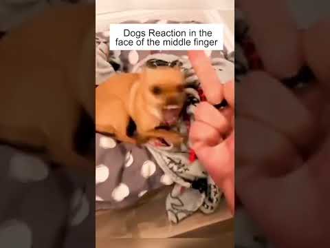Dogβs Reaction In The Face Of The Middle Finger π So Funny