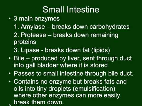 Video 1 - Digestive System - Digestive System Overview & Alimentary Canal