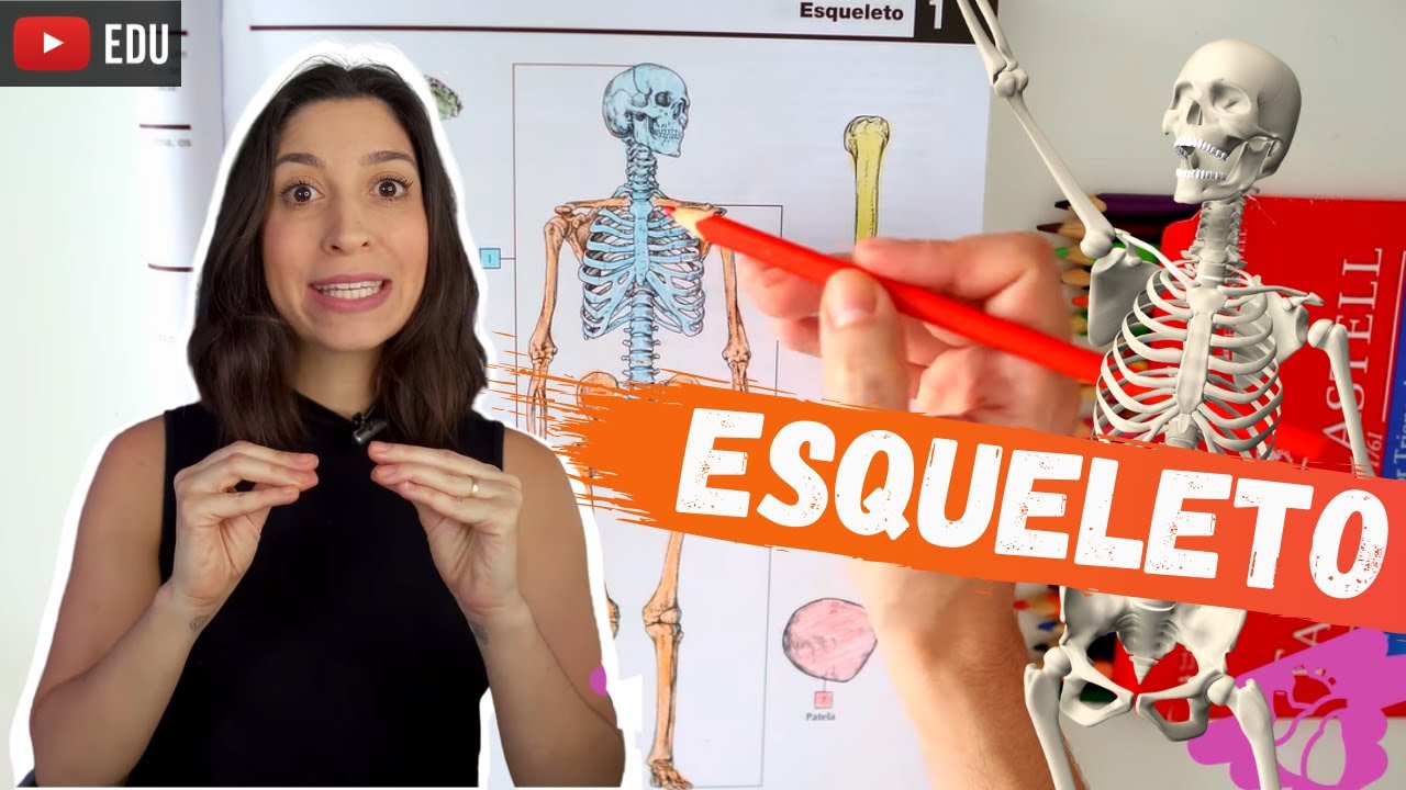 Divisões do ESQUELETO e tipos de OSSOS: Anatomia para COLORIR!