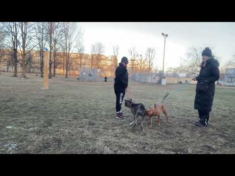 Anonda and Eustas leash test (1/18/25)