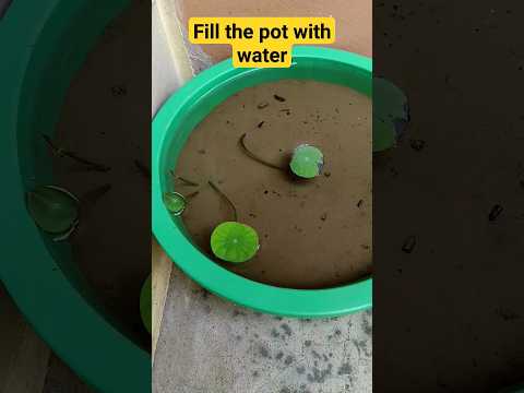 How to grow lotus tuber | Easy Lotus Growing Method For Beginners | Liang Li Lotus Potting