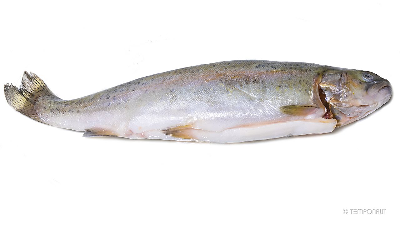 Trout Fish Time lapse