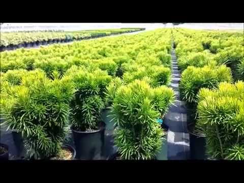 Best Evergreen Shrubs - Cephalotaxus Fastigata (Japanese Plum Yew)