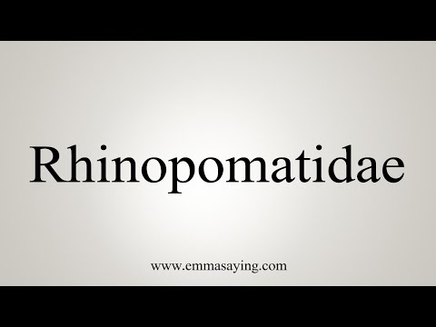 How To Say Rhinopomatidae