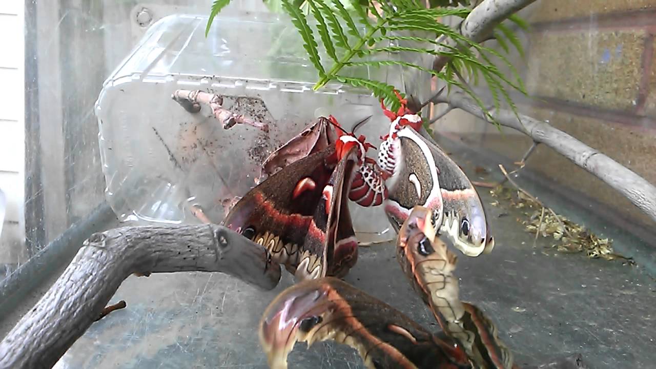 Cecropia Moths Mating.