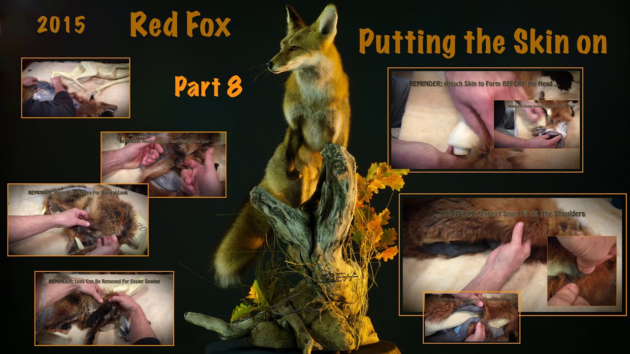 Step 8 ~ Red Fox ~  Putting the Skin On
