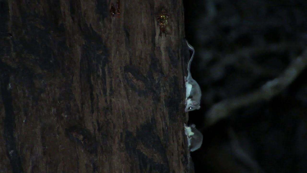 Feathertail Gliders (Acrobates frontalis)