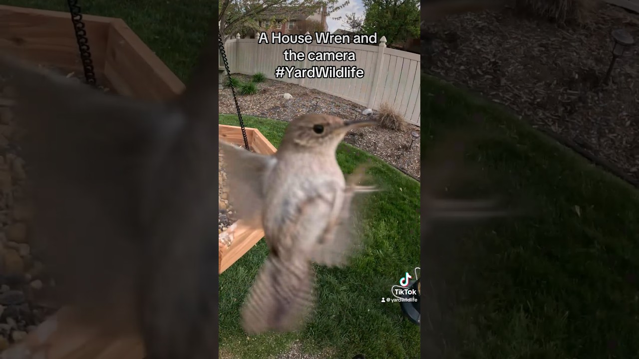 A House Wren stops by the feeder tray and discovers the camera