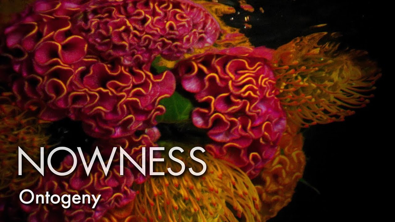 An underwater voyage revealing the secret life of flowers