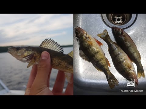 Crazy Dinker walleye and perch