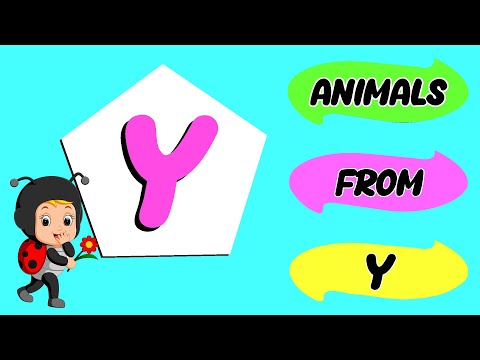 3 Words From Letter Y | Animal Name From Y | Y Words Vocabulary | Kids Learning Video