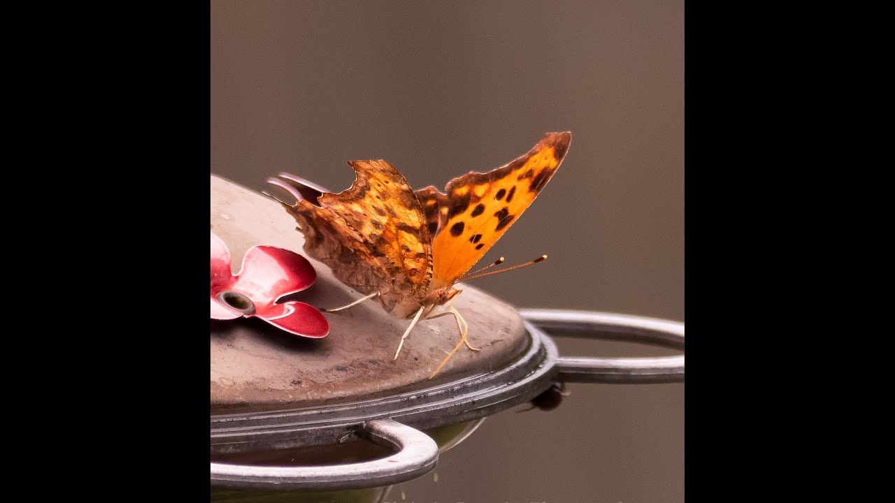 Observe this Eastern Comma butterfly up close