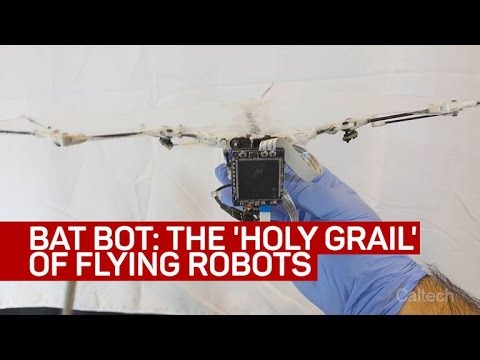 Bat Bot flying robot takes to the air