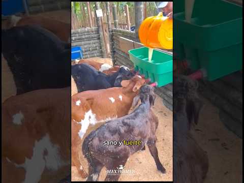 Nodriza para terneros, biberón para ternero #vacas #ganaderias