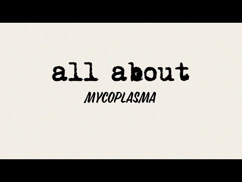all about MYCOPLASMA in rats