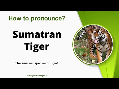 How to pronounce Sumatran Tiger in English correctly