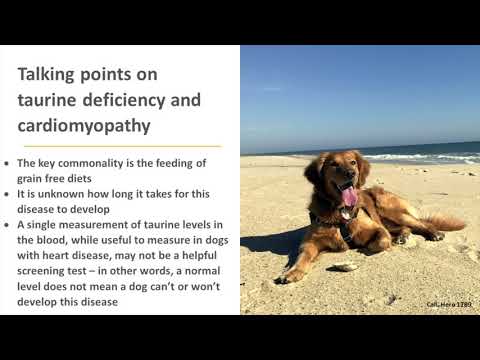 Morris Animal Foundation Presents Lecture on Taurine and Heart Disease in dogs