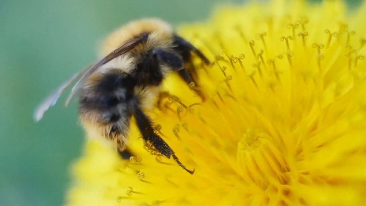 Bee attacks on the rise, experts say