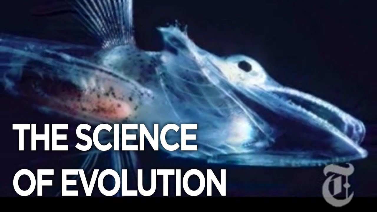 The Science of Evolution