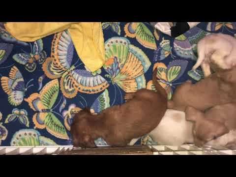 What are the puppies’ names? 🐾