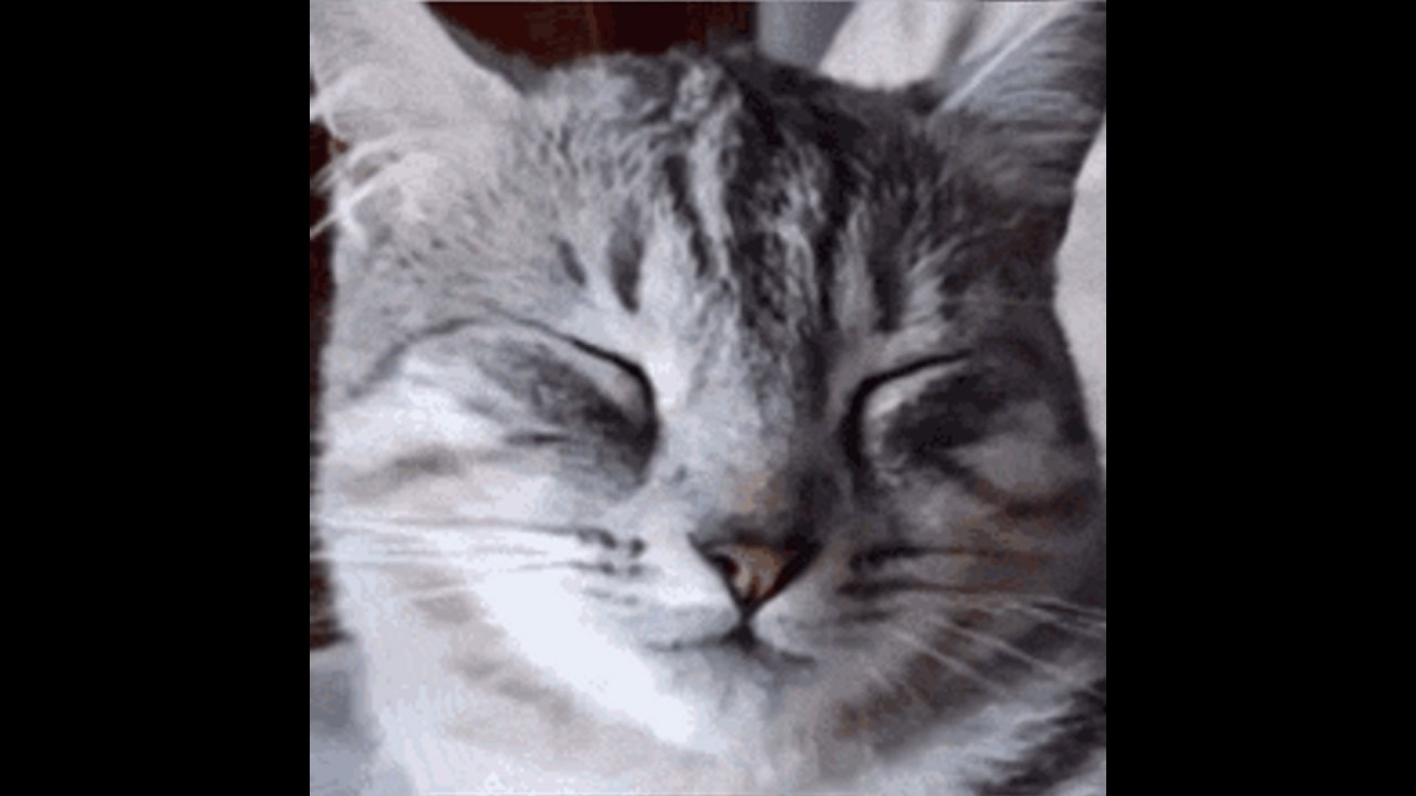 More Cat GIFs (on the internet) #shorts