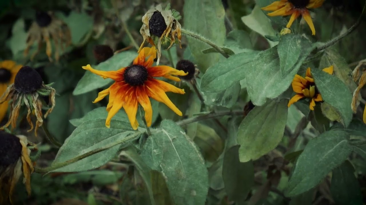 Picking Petals movie trailer (E.Phillips)