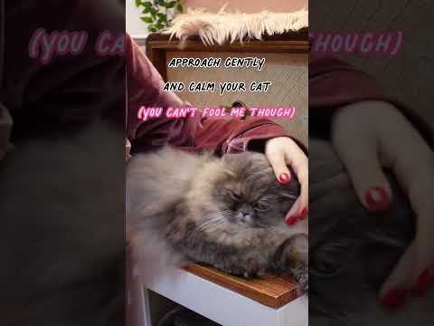 How to give your cat medicine / eyedrops #cats #catvideos #catbehaviour #cattips #funnycats