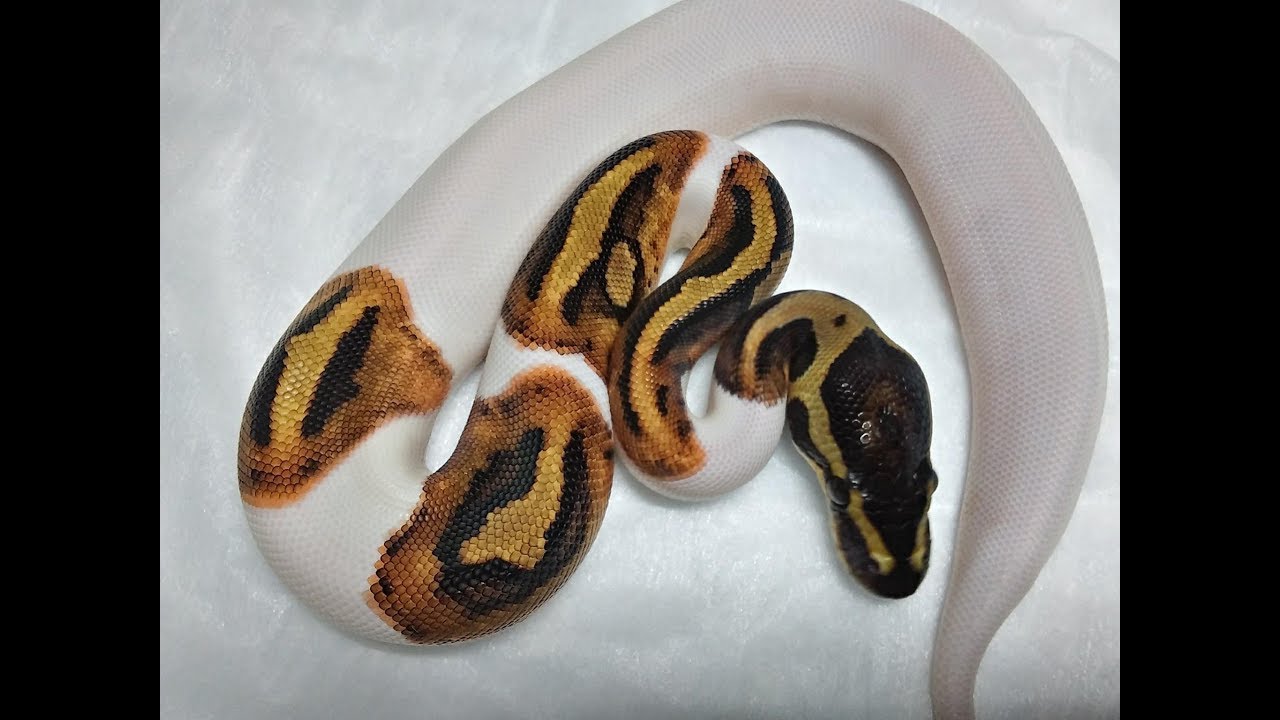 Ball python egg cutting video update - 2017 - clutch 4